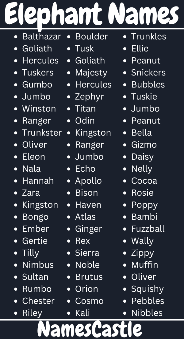570+ Elephant Names Unique Creative Funny Cool & Cute